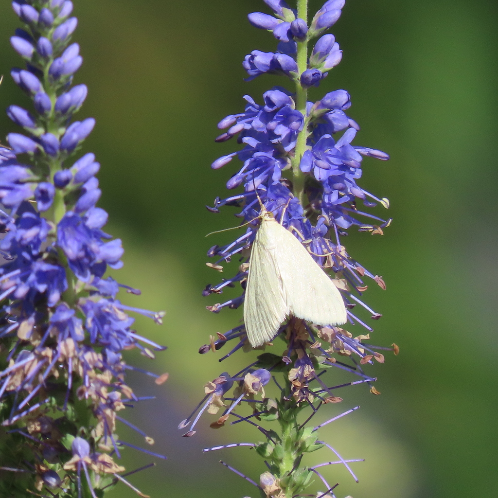Carrot Seed Moth from Crystal Bay - Lakeview Park - Britannia Village ...