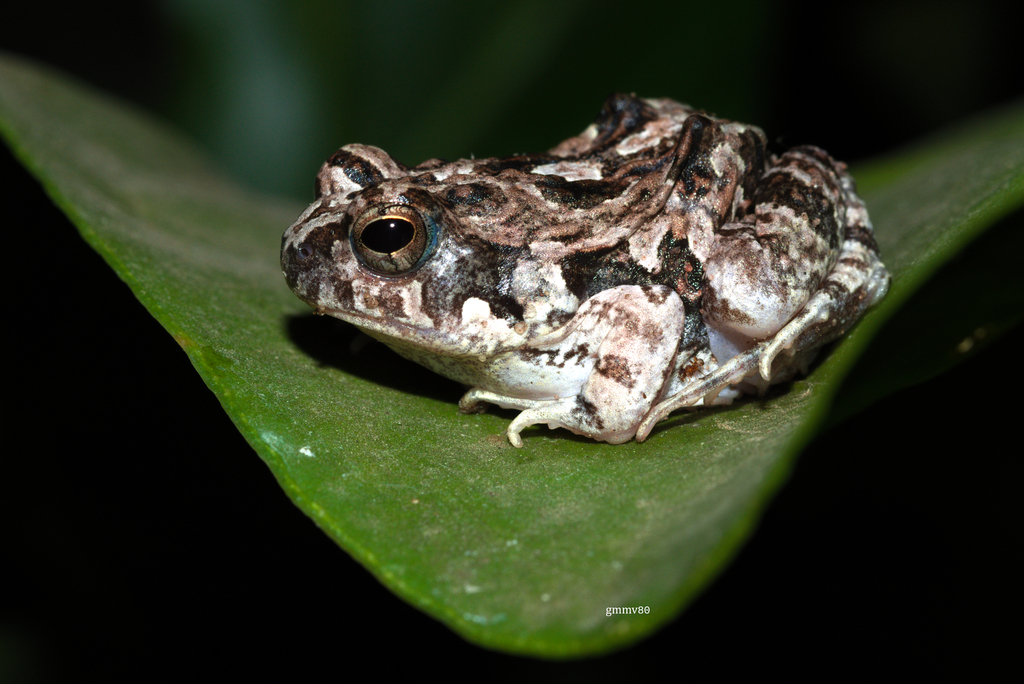 Weeping Frog from Luque, Central, Paraguay on August 11, 2023 at 09:47 ...