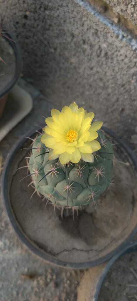Coryphantha longicornis from Indé, Dgo., México on June 5, 2019 at 08: ...