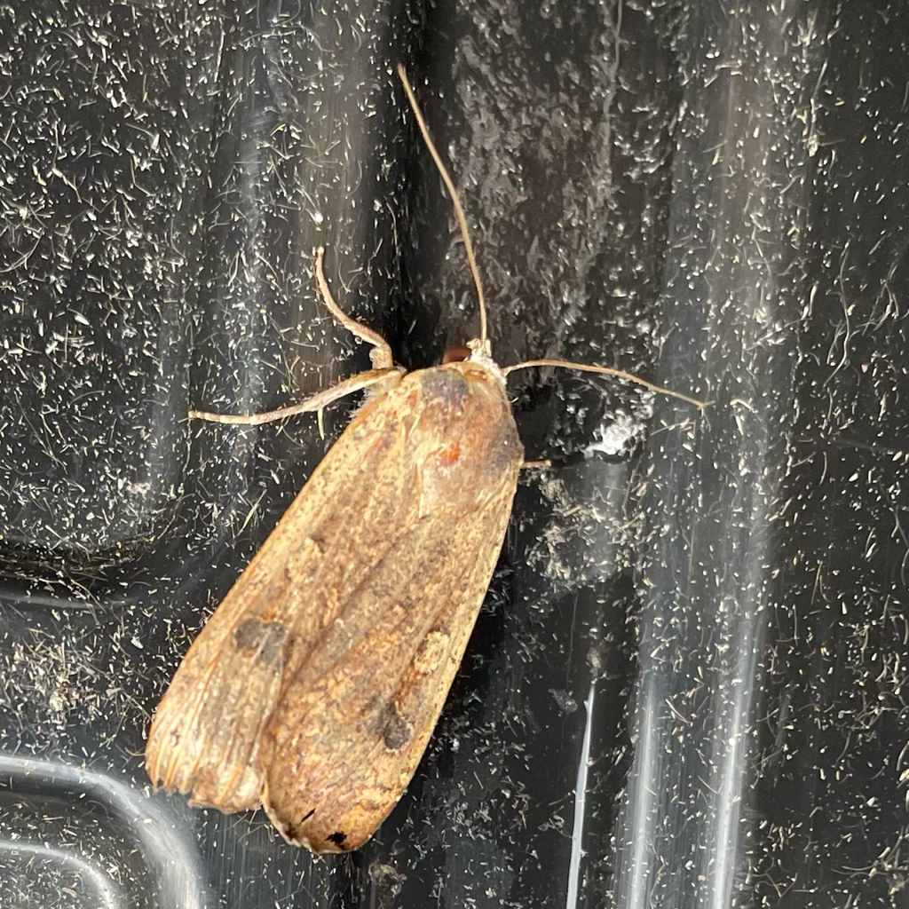 Large Yellow Underwing from Peterborough on August 13, 2023 at 09:54 AM ...