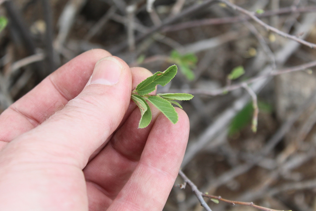 Velvet Raisin from Sekhukhune District Municipality, South Africa on ...