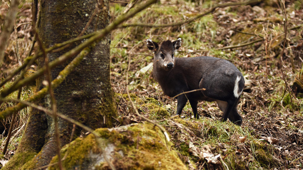 Tufted Deer in January 2019 by Royle Safaris · iNaturalist