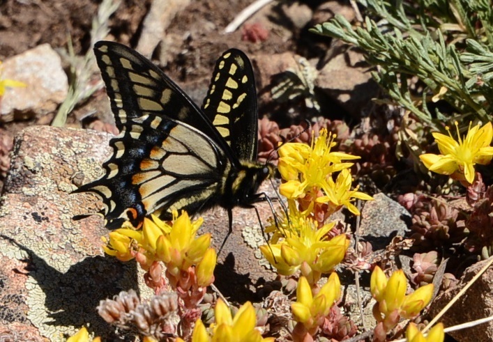 Anise Swallowtail from Gunnison County, CO, USA on July 15, 2023 at 03: ...