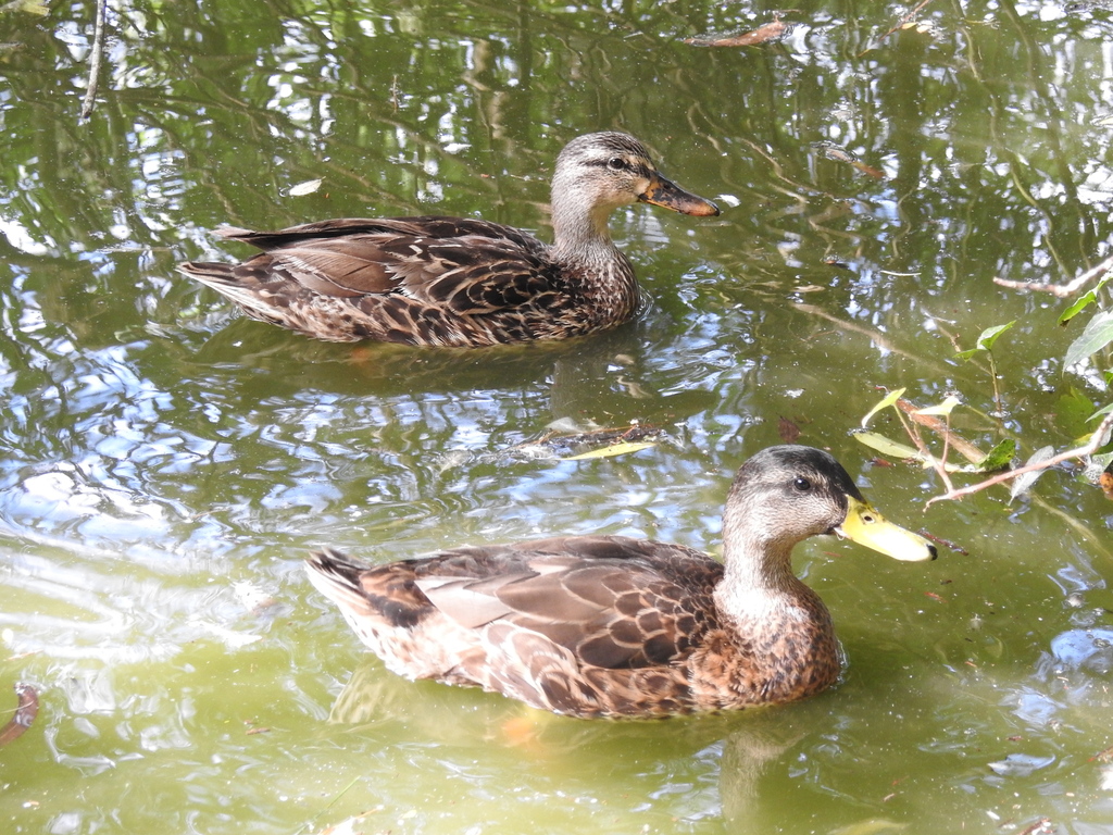 Mallard from San Francisco, CA, USA on August 14, 2023 at 09:30 AM by ...