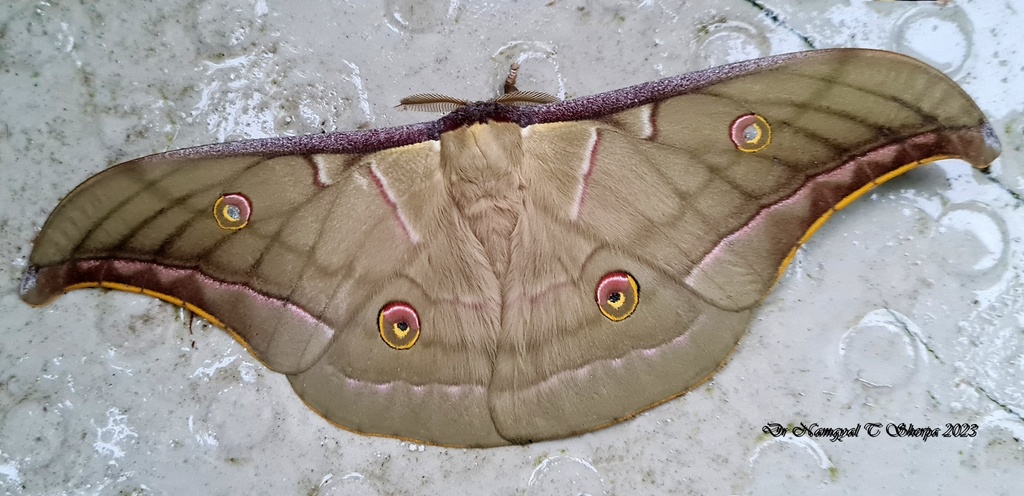 Antheraea roylei from Ghoom, West Bengal 734102, India on August 13 ...