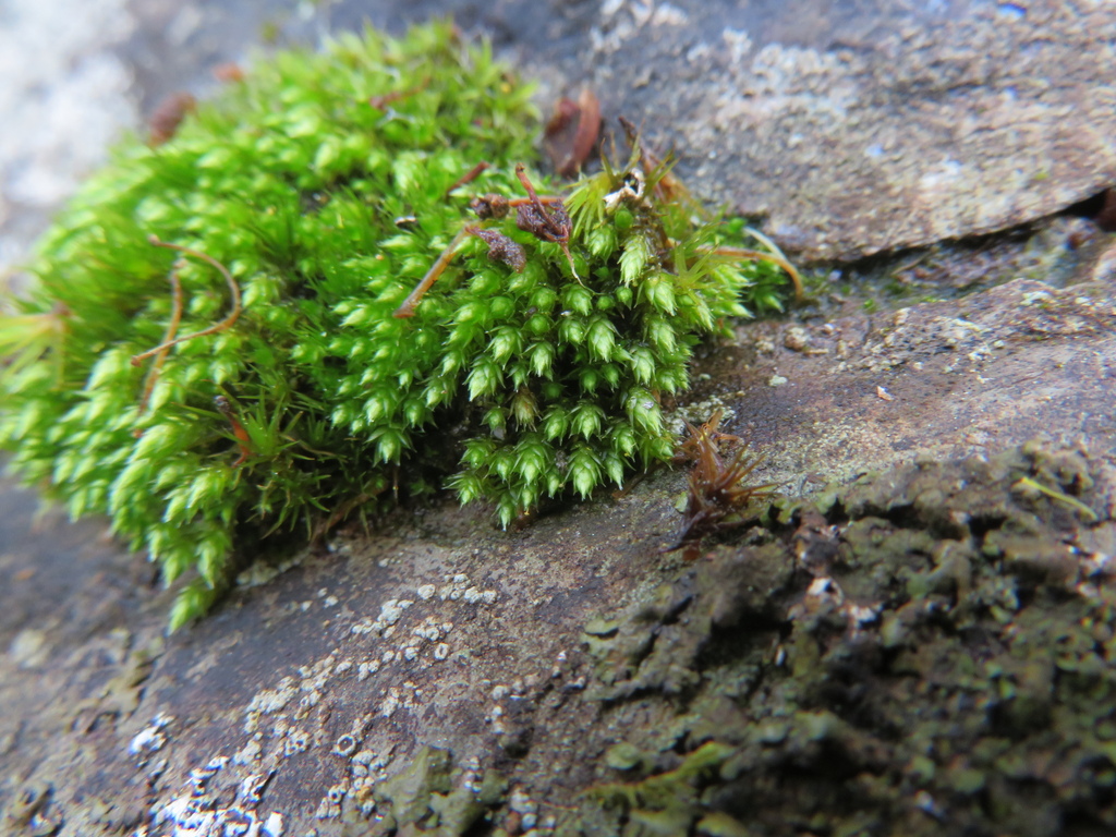 joint-toothed mosses from Coromandel Valley SA, Australia on August 6 ...