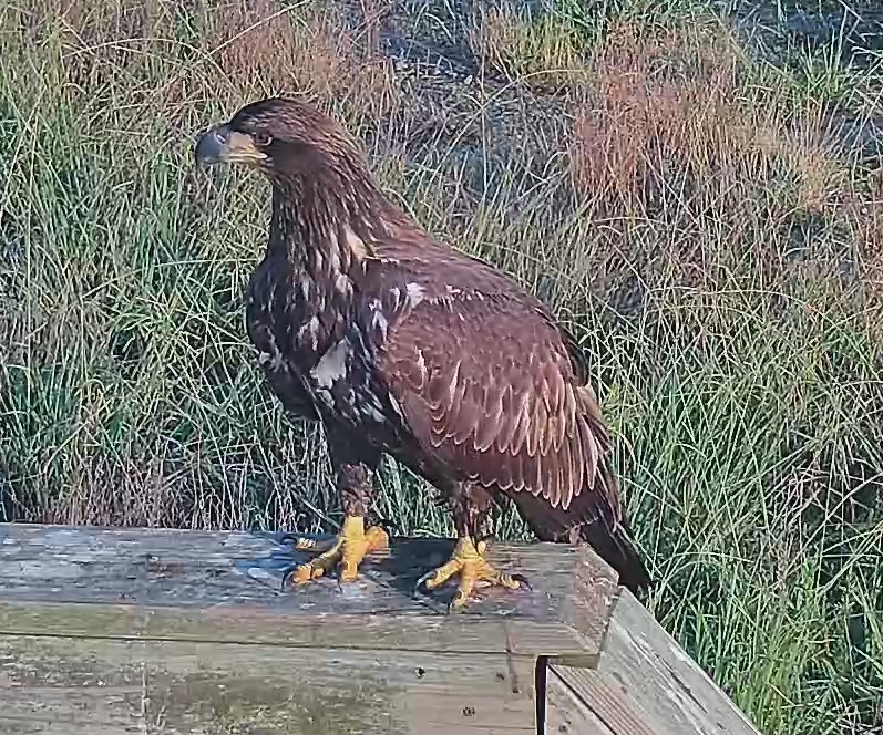 Bald Eagle from Hog Island Wildlife Management Area on August 12, 2023 ...