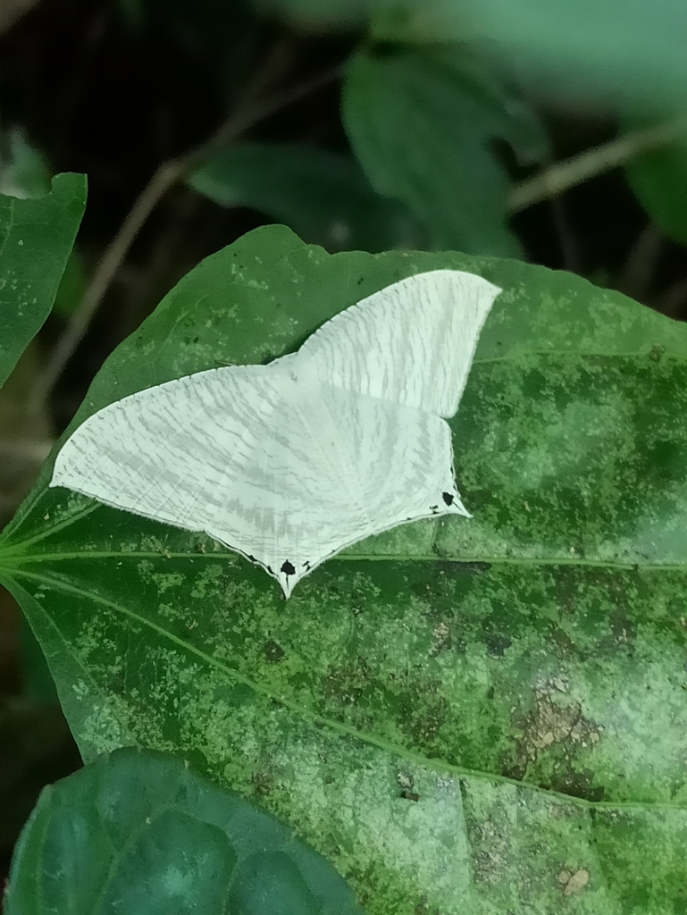 Grey Swallowtail Moth from karanthad, kunnaru, kunnaru, Kerala 670308 ...