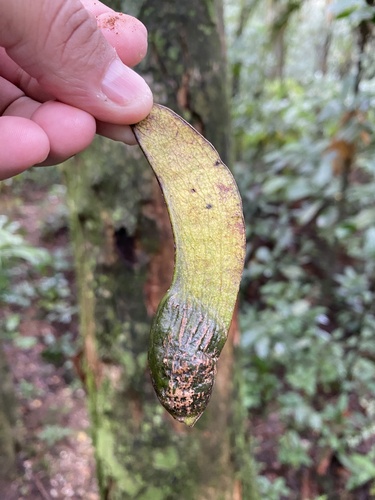 Machaerium pedicellatum · iNaturalist