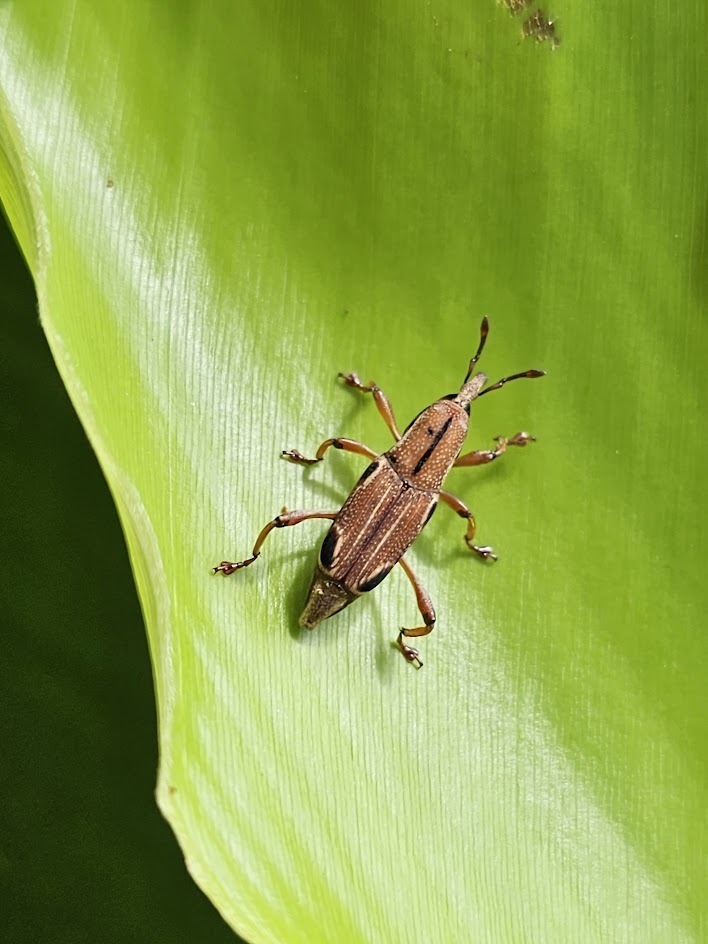 Sphenocorynes kosempoensis from 石峎古道 on August 13, 2023 at 11:31 PM by ...