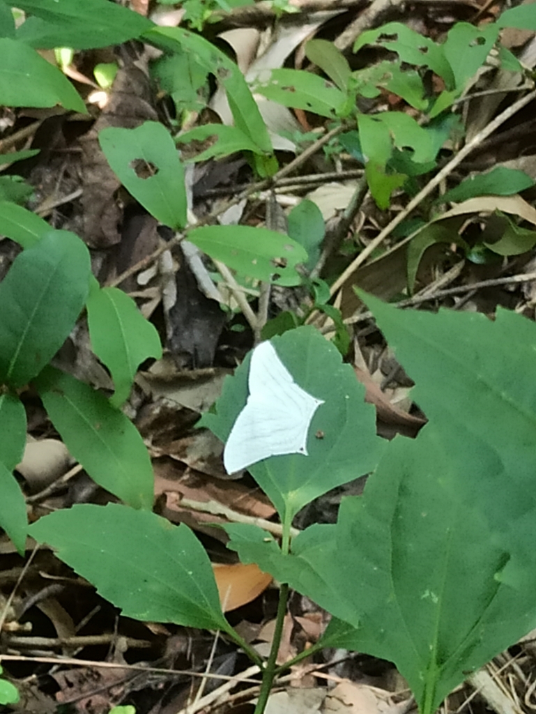 Grey Swallowtail Moth from karanthad, kunnaru, kunnaru, Kerala 670308 ...