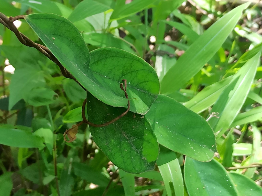 dicots from karanthad, kunnaru, kunnaru, Kerala 670308, India on August ...