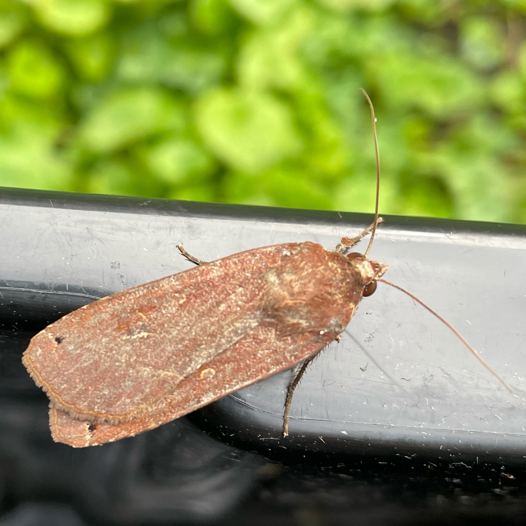Large Yellow Underwing from Peterborough on August 13, 2023 at 09:49 AM ...