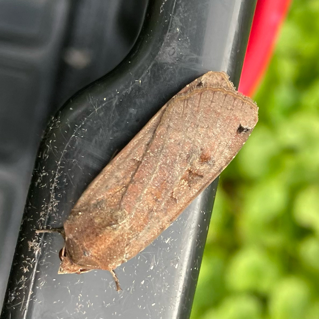 Large Yellow Underwing from Peterborough on August 13, 2023 at 09:49 AM ...