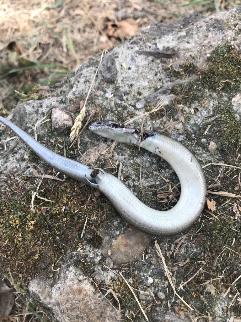 Western Three-toed Skink from Trefacio, Trefacio, Zamora, ES on August ...