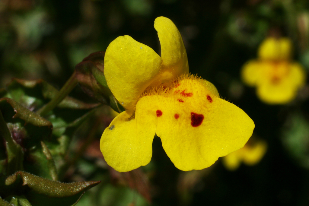 shy monkeyflower from Lake Murray, San Diego, CA, USA on April 28, 2023 ...