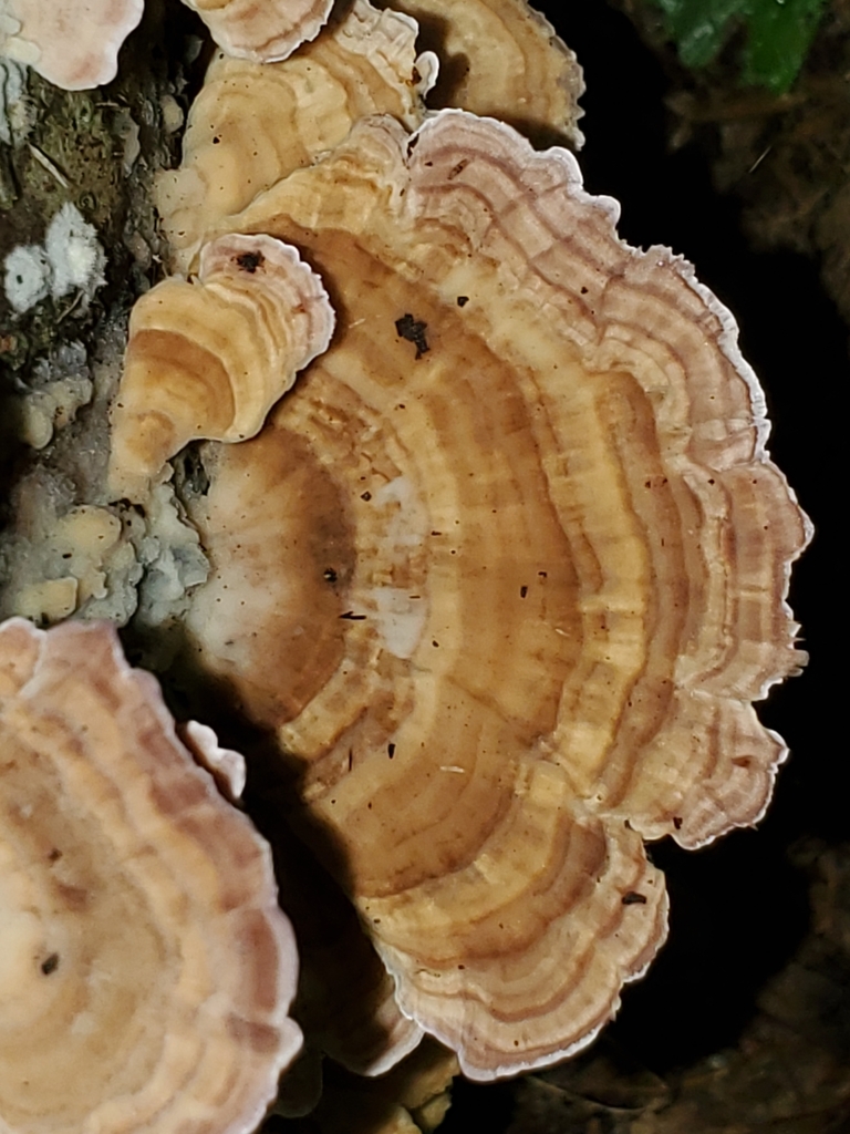 violet-toothed polypore from Highlands, Wilmington, DE 19806, USA on ...