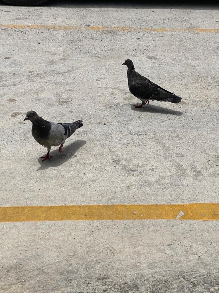 Feral Pigeon from Puerto Rico, Cayey, Puerto Rico, US on August 15 ...
