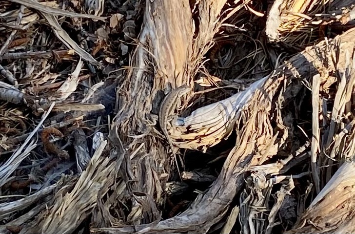 Common Sagebrush Lizard from Weed, CA, USA on August 13, 2023 at 05:32 ...