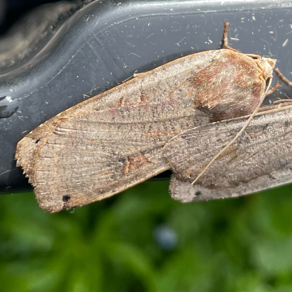 Large Yellow Underwing from Peterborough on August 13, 2023 at 09:41 AM ...