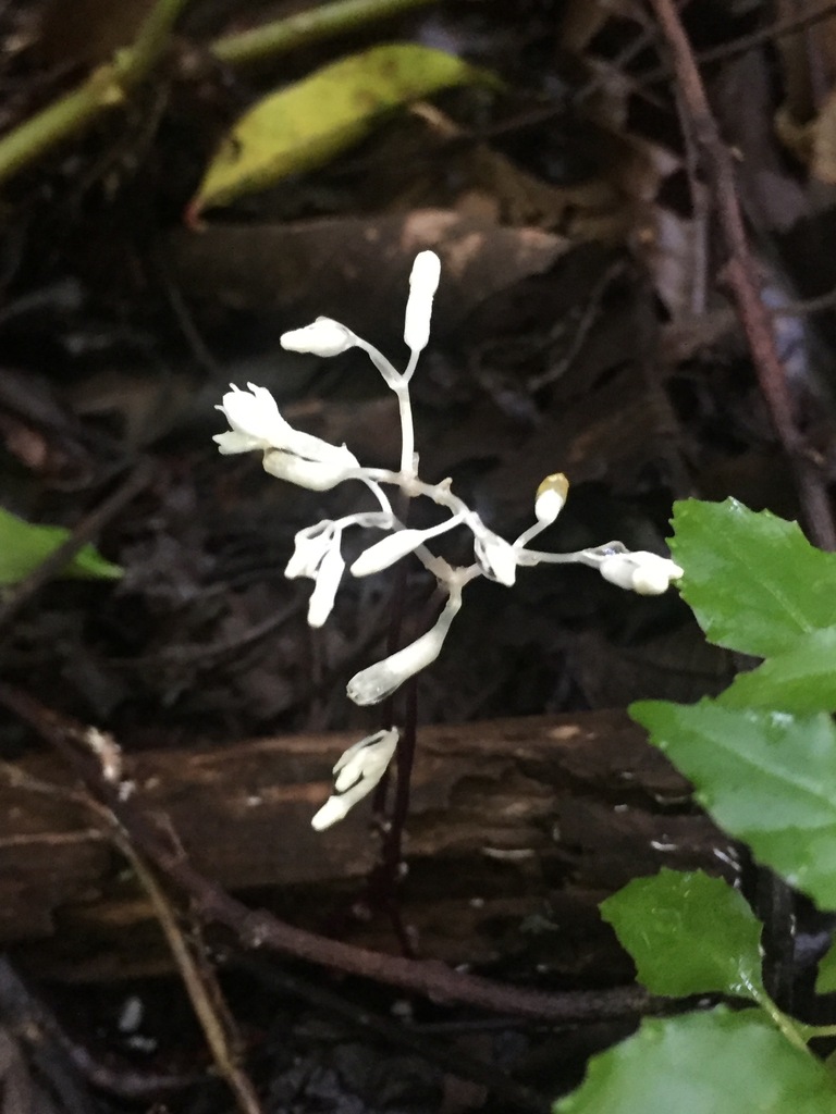 Gymnosiphon divaricatus from La Concordia, Chiapas, Mexico on August 8 ...