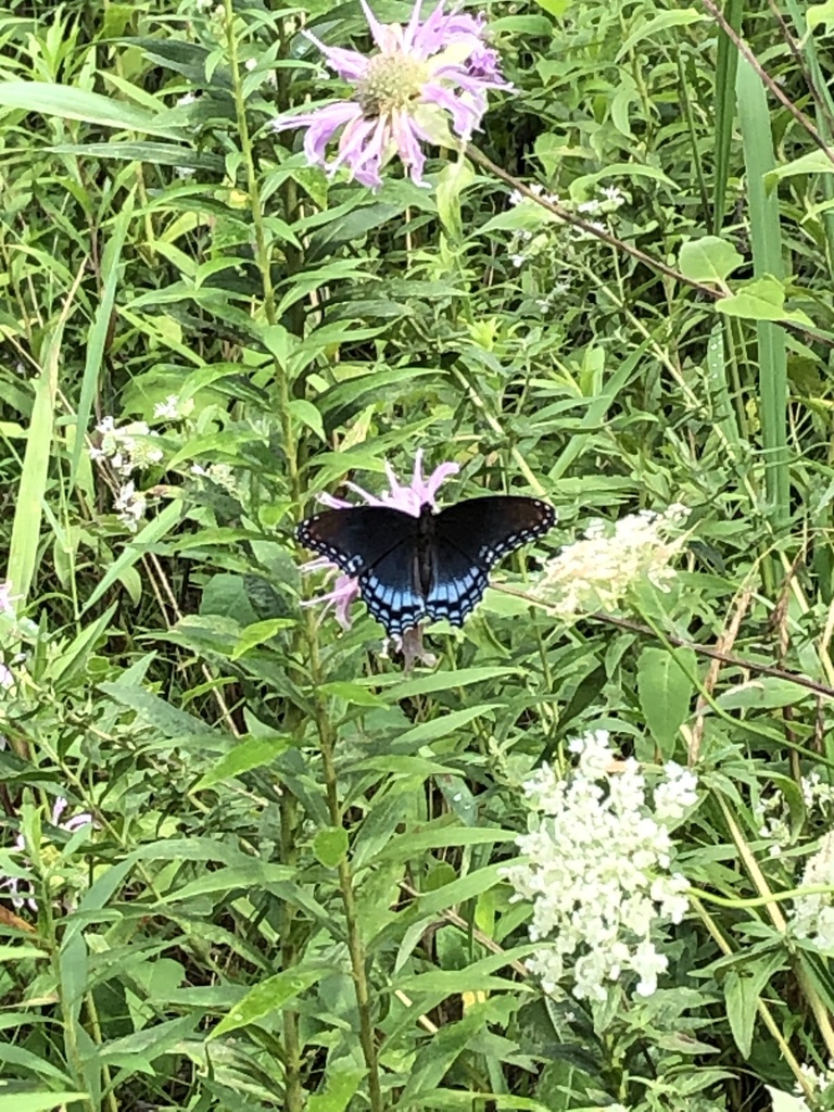 Red-spotted Admiral from Hegewisch Marsh, Chicago, IL, US on August 15 ...