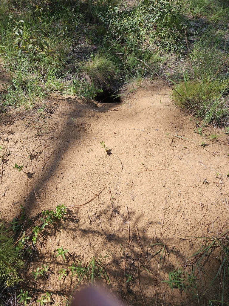 Gopher Tortoise in August 2023 by Charlie Pedersen. About 11 in ...