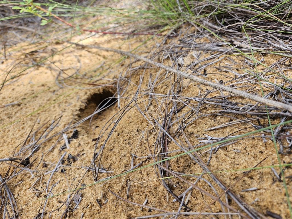 Florida Mouse in August 2023 by Charlie Pedersen. Mouse burrow entrance ...