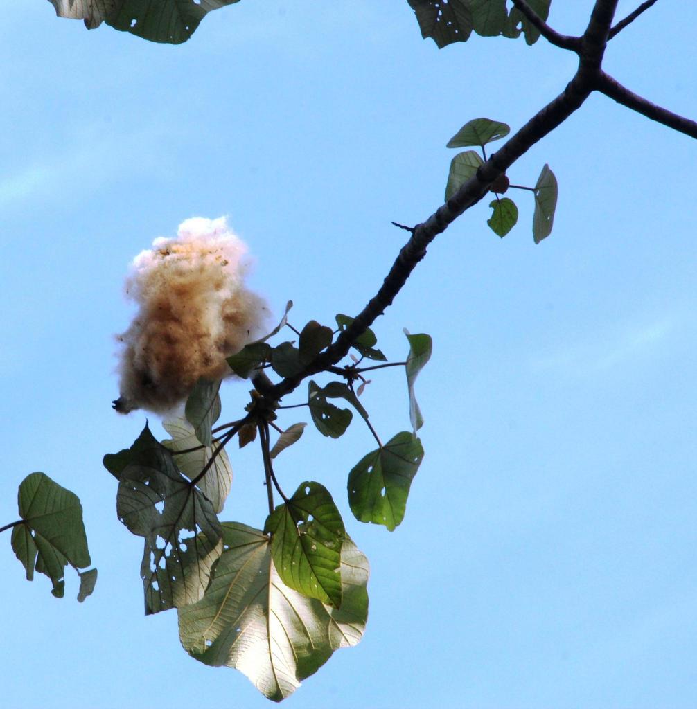 Balsa Tree (Ochroma pyramidale) - Botanical Realm