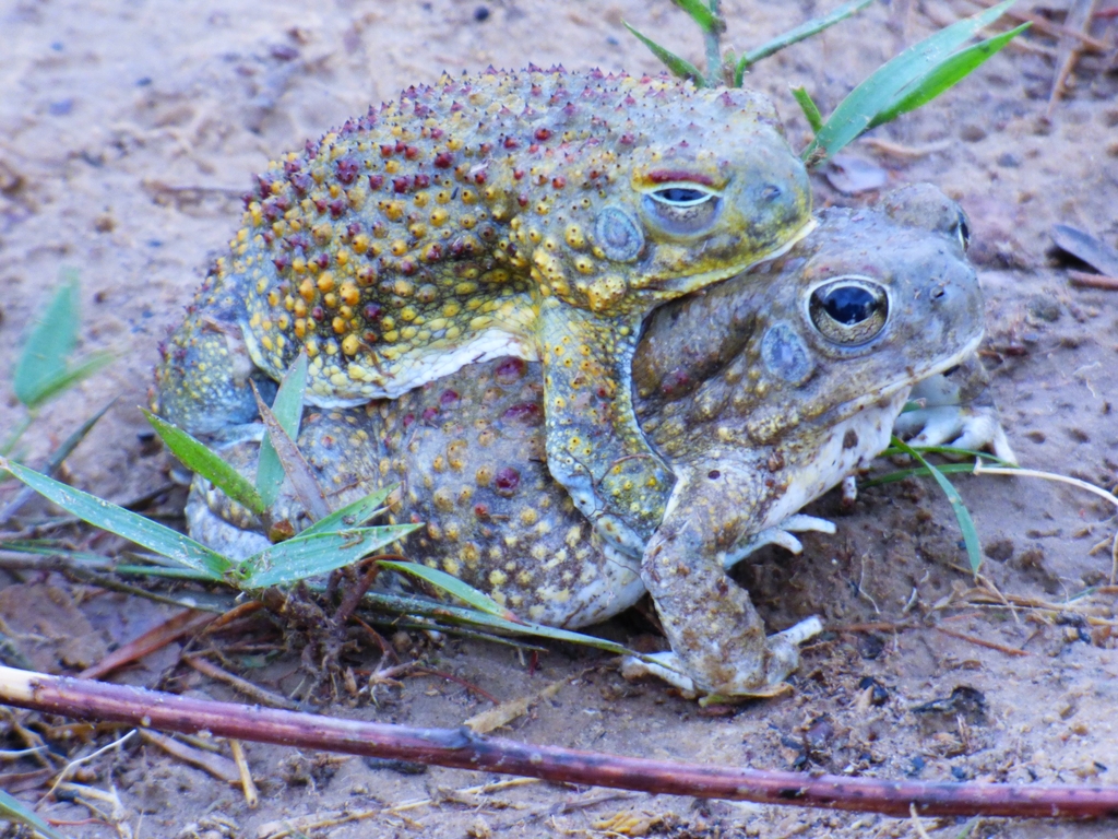 Penton's Toad from Dutse, Jigawa, Nigeria on July 4, 2020 at 12:19 PM ...