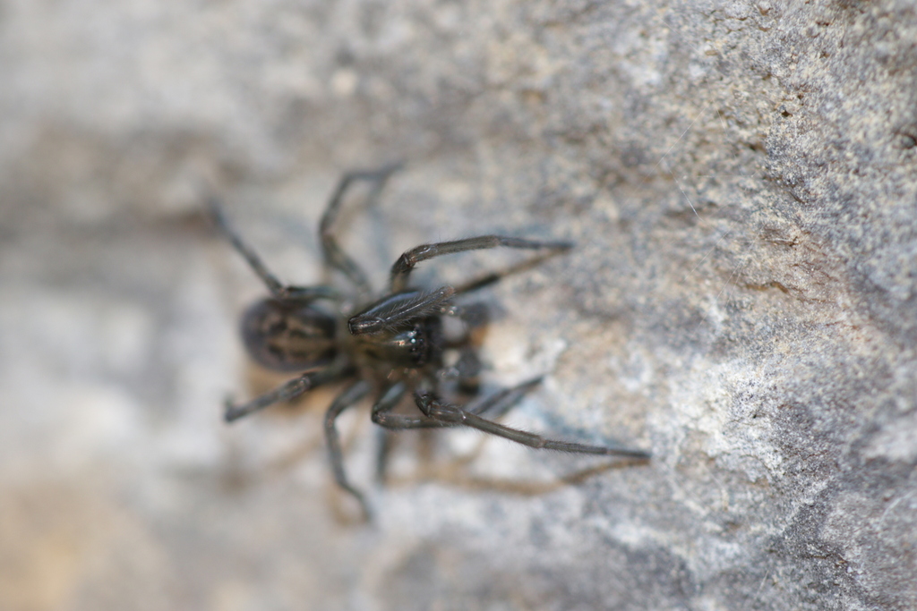 Giant House Spider from Hagendorenweg 1, 6436 CR Amstenrade ...