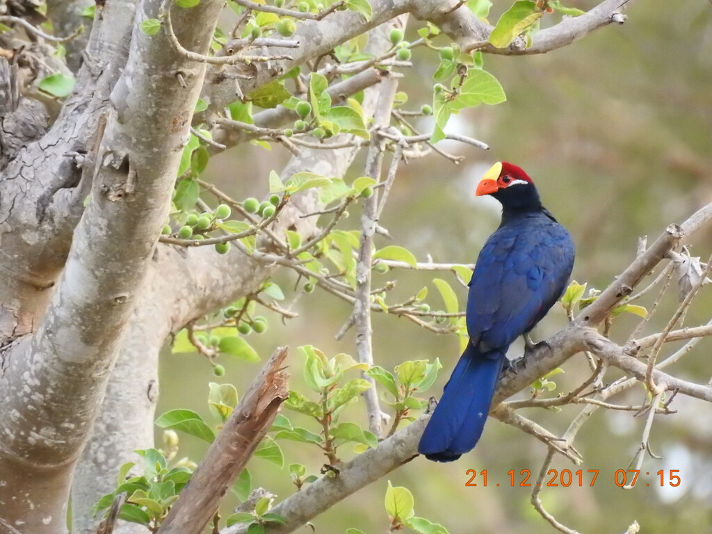 Violet Turaco from Bounkani, Côte d'Ivoire on December 21, 2017 at 07: ...
