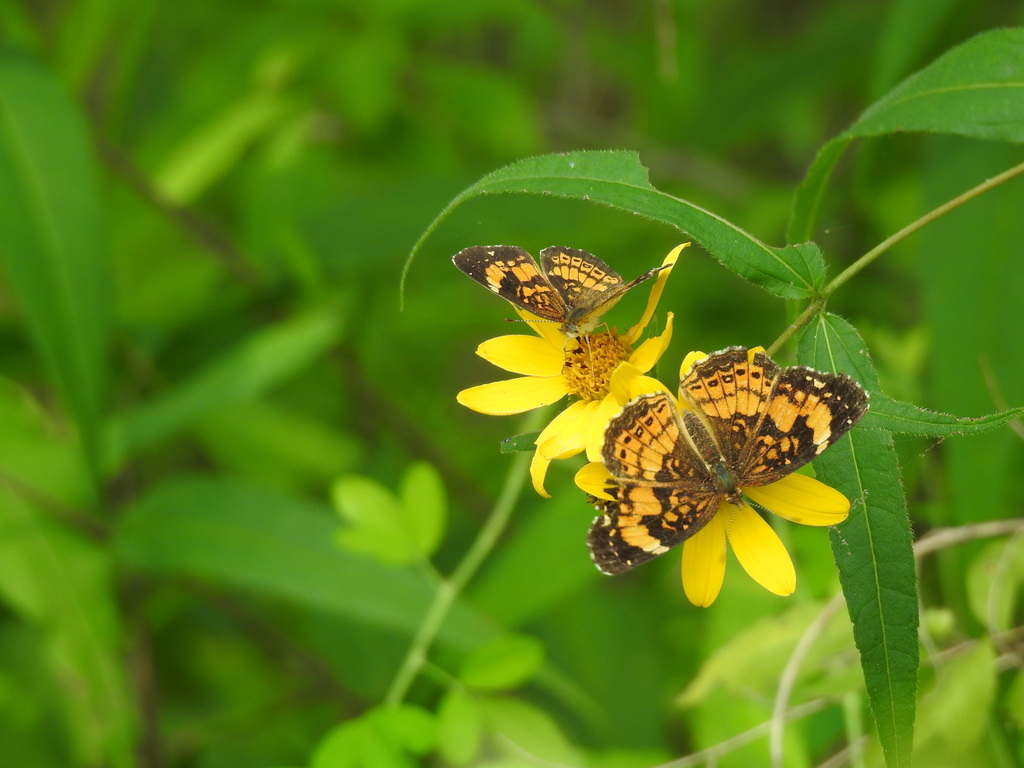 Silvery Checkerspot from Potomac, MD, USA on July 22, 2023 at 10:38 AM ...