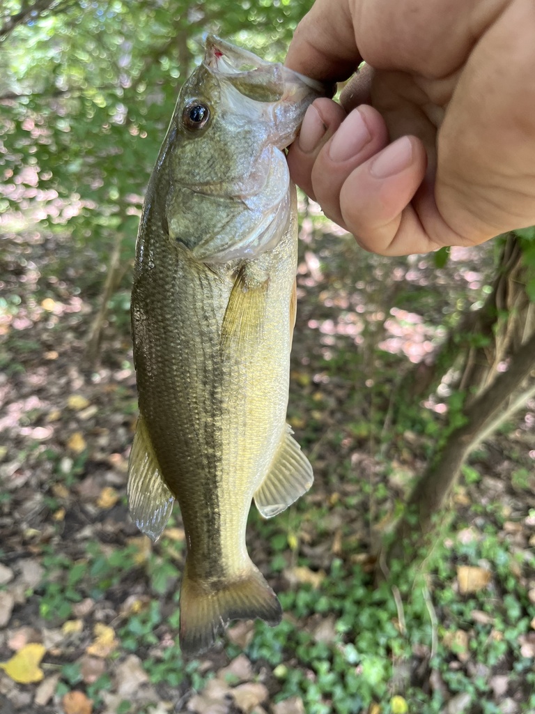 Largemouth Bass from College Landing Park, Williamsburg, VA, US on ...