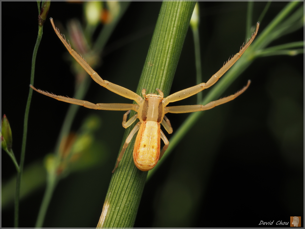 Runcinia insecta from 台灣新竹縣 on August 13, 2023 at 08:04 PM by 周業偉 · iNaturalist