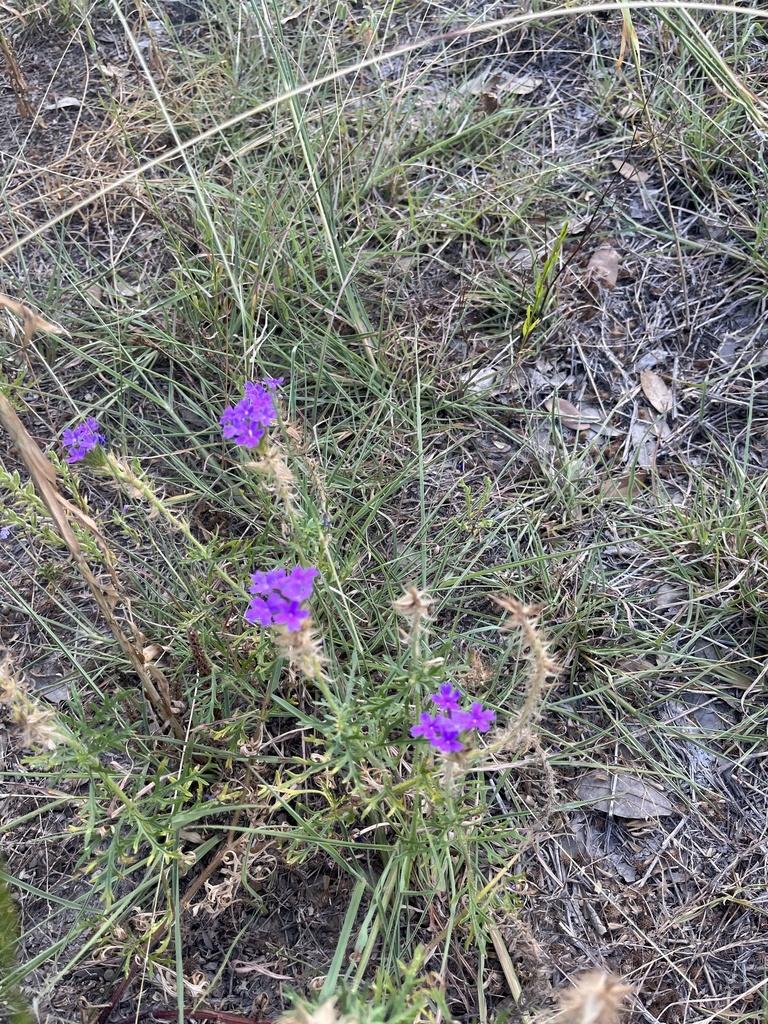 Dakota mock vervain from Landino St, Sansom Park, TX, US on July 9 ...