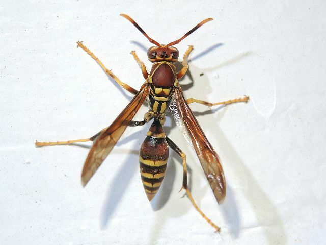 Guinea Paper Wasp in August 2023 by privatenoaccess · iNaturalist
