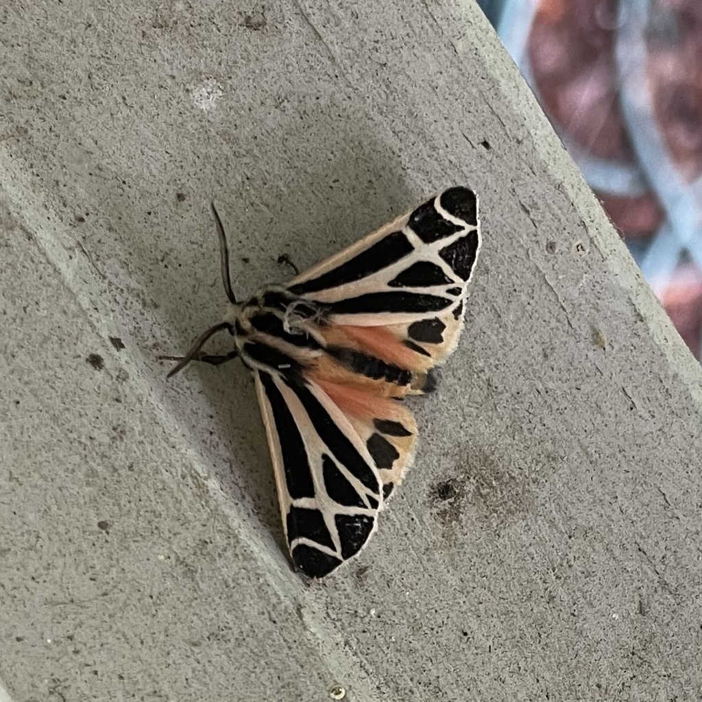 Harnessed Tiger Moth in August 2023 by euripides · iNaturalist
