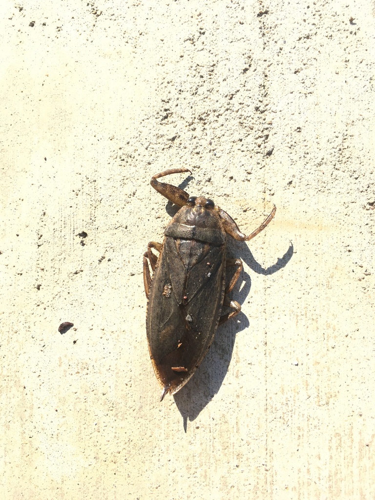 American Giant Water Bug from Olalla Canyon Rd, Cashmere, WA, US on ...