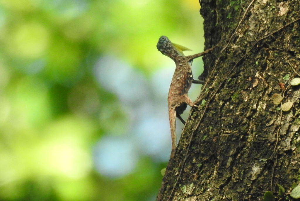 Sumatran Flying Dragon from Jalan Bukit Merah, Singapore on August 10 ...