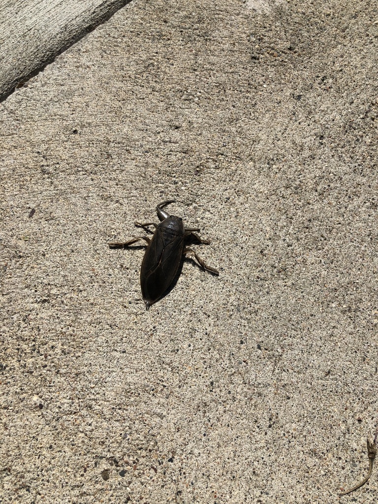 American Giant Water Bug from 1 Valley Fair Dr, Shakopee, MN 55379, USA ...