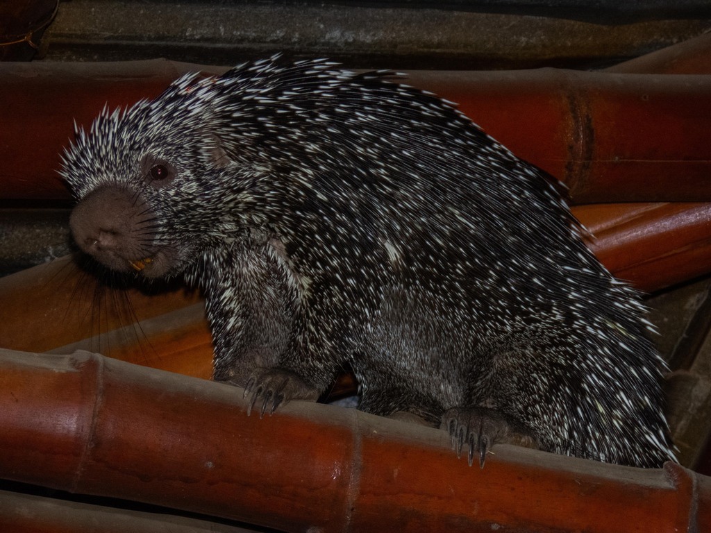 Puercoespín enano de cola larga (DESCUBRIENDO EL MUNDO ANIMAL ...