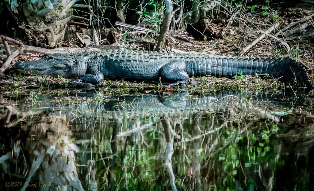 American Alligator from Sanibel Island, Florida, USA on December 17 ...