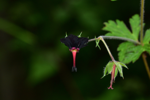 Geranium sinense · iNaturalist Mexico