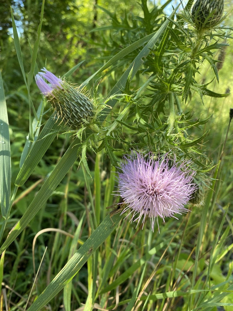 field thistle from Hyland Lake Park Reserve, Bloomington, MN, US on ...