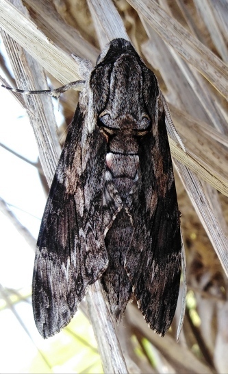 Convolvulus Hawkmoth from Whakatane, New Zealand on February 6, 2019 at ...