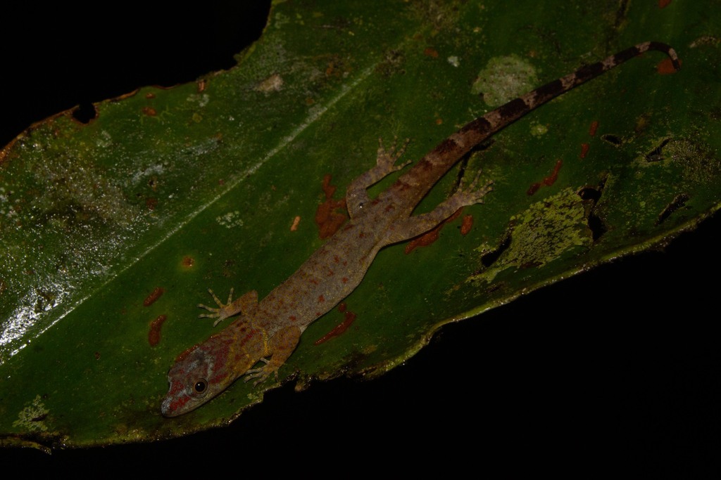 Gonatodes humeralis (DESCUBRIENDO EL MUNDO ANIMAL: Vertebrados ...