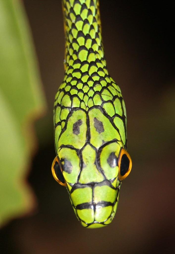 Black-skinned Parrot Snake (Leptophis ahaetulla nigromarginatus ...
