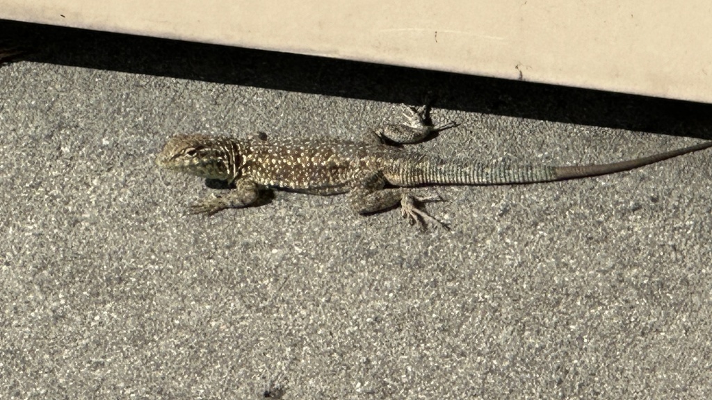 Western Side-blotched Lizard from Circle Seven Dr, Glendale, CA, US on ...