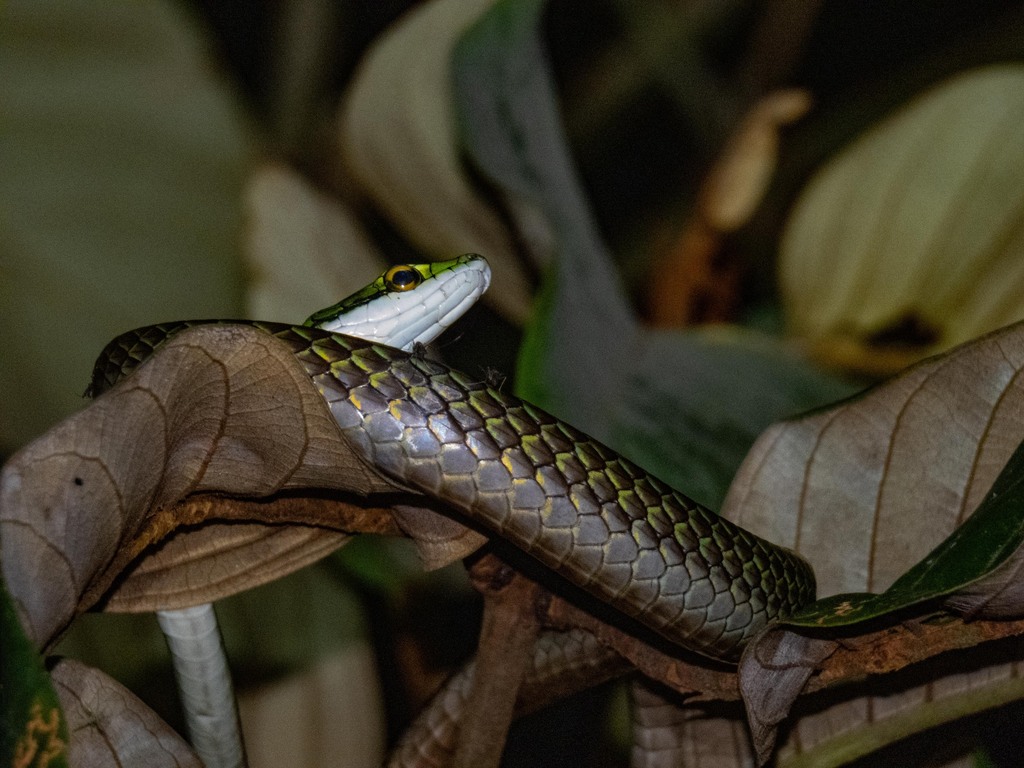 Ranera perico (DESCUBRIENDO EL MUNDO ANIMAL: Vertebrados terrestres de ...